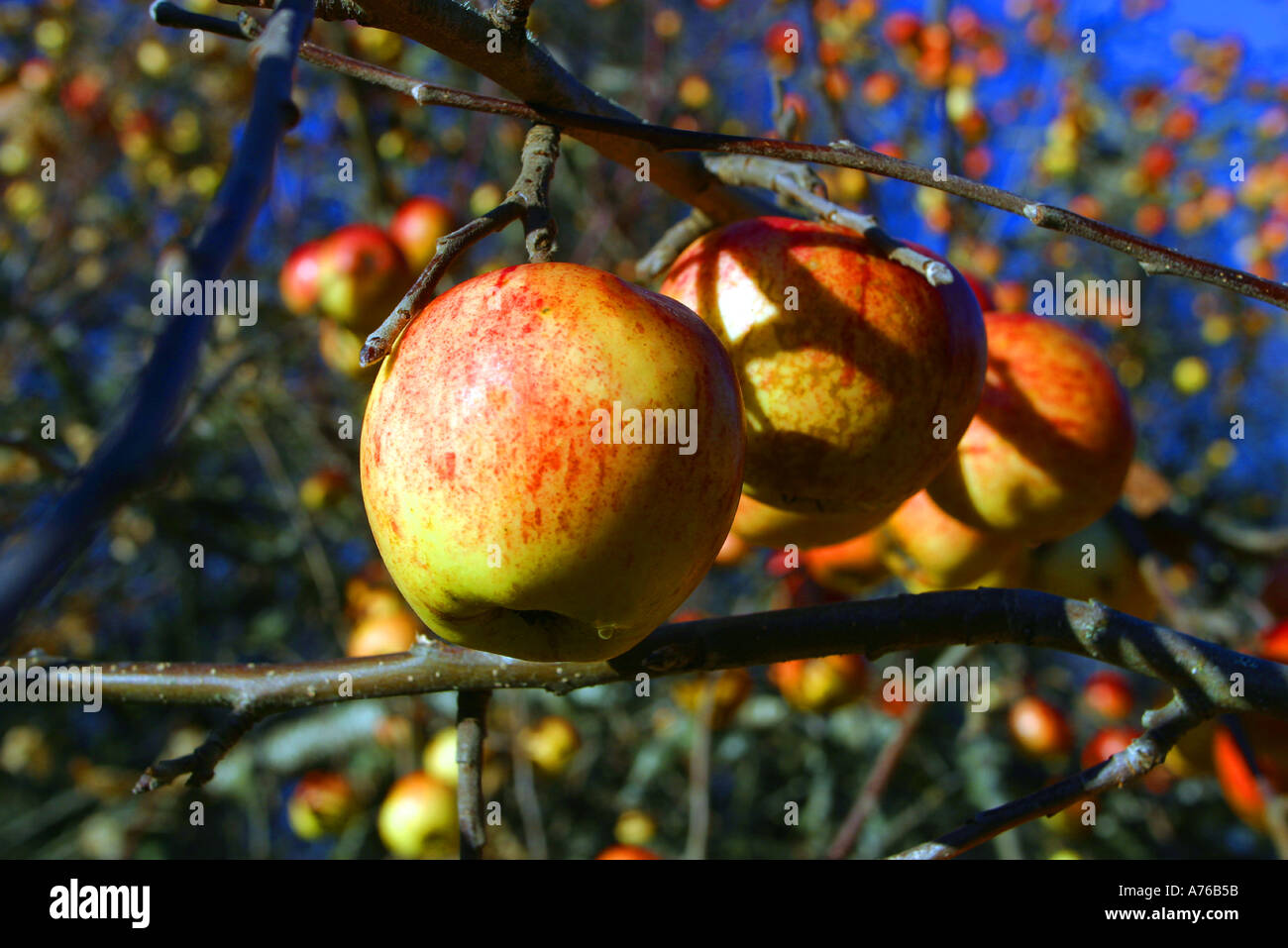 Overgrown apple tree hi-res stock photography and images - Alamy
