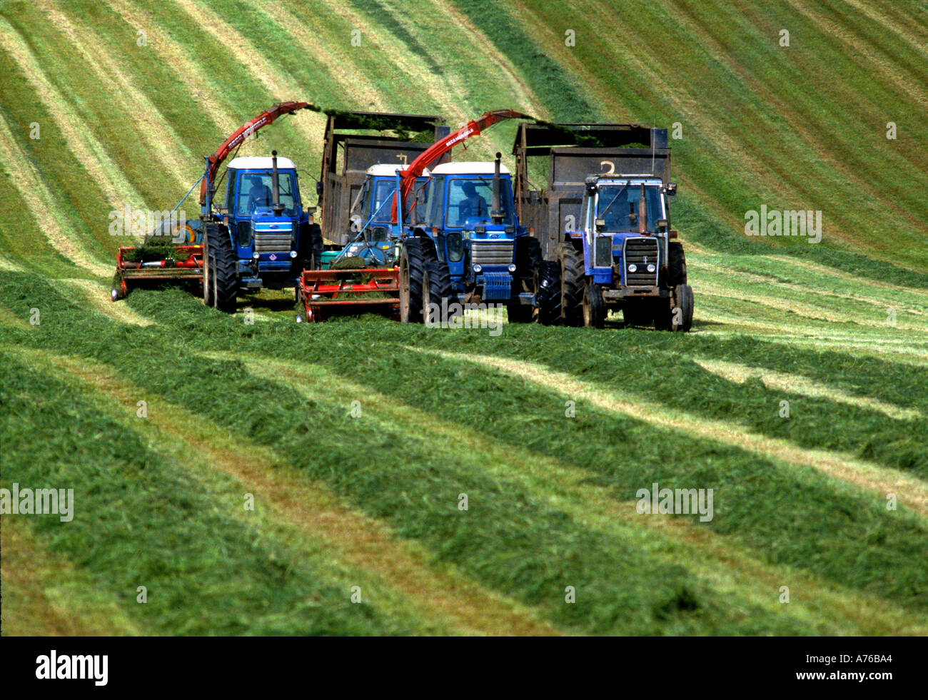 Tractors collecting silage Stock Photo - Alamy