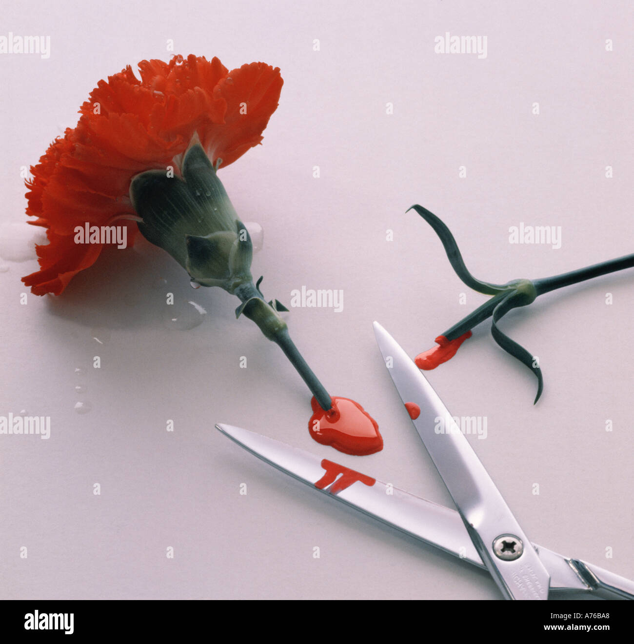 Blood carnation hi-res stock photography and images - Alamy