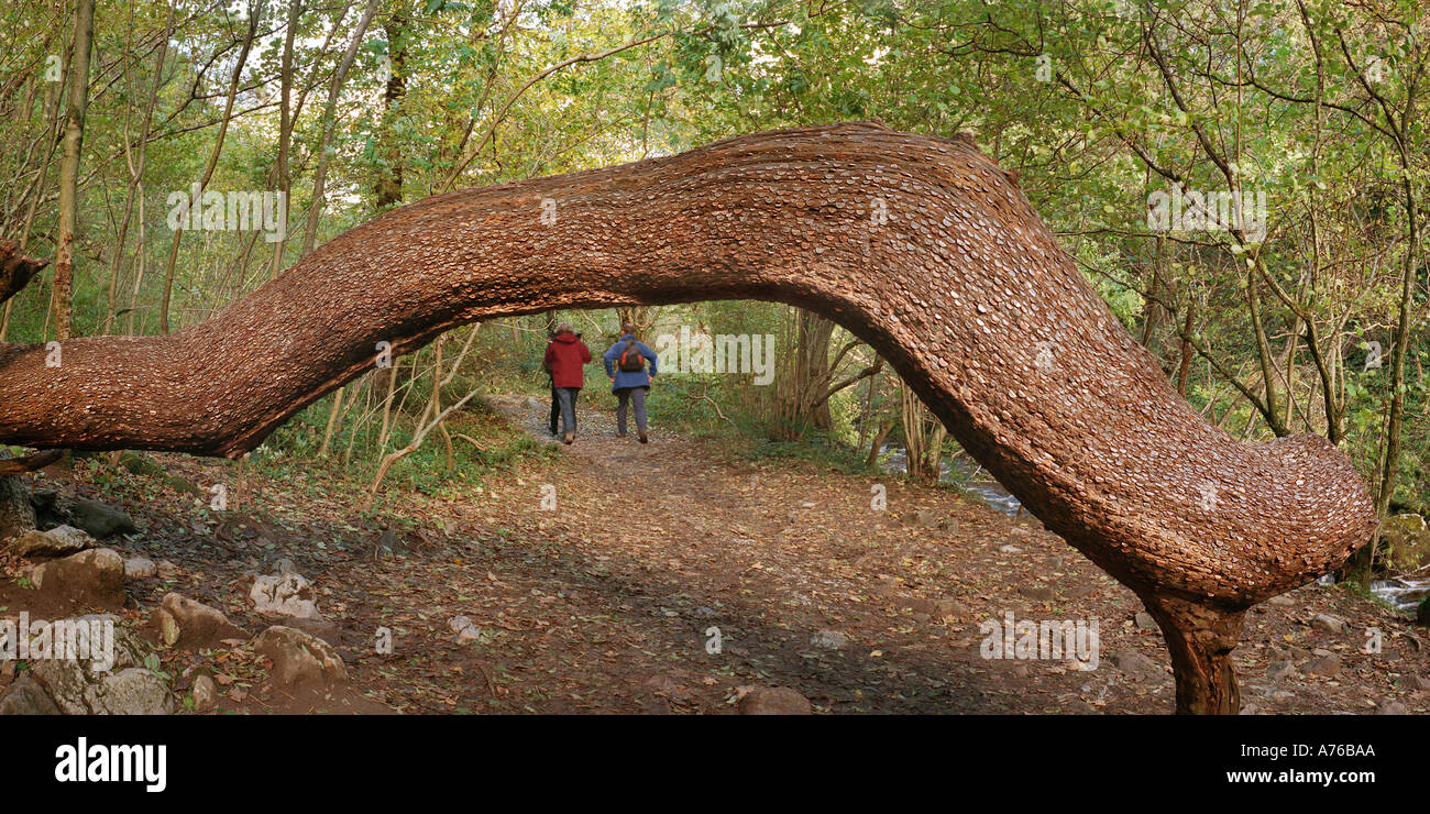 Tree embedded with coins Stock Photo - Alamy