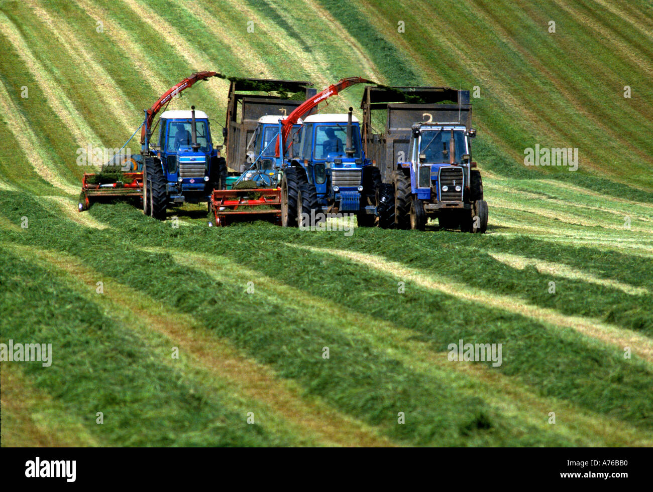 Tractors collecting silage Stock Photo - Alamy