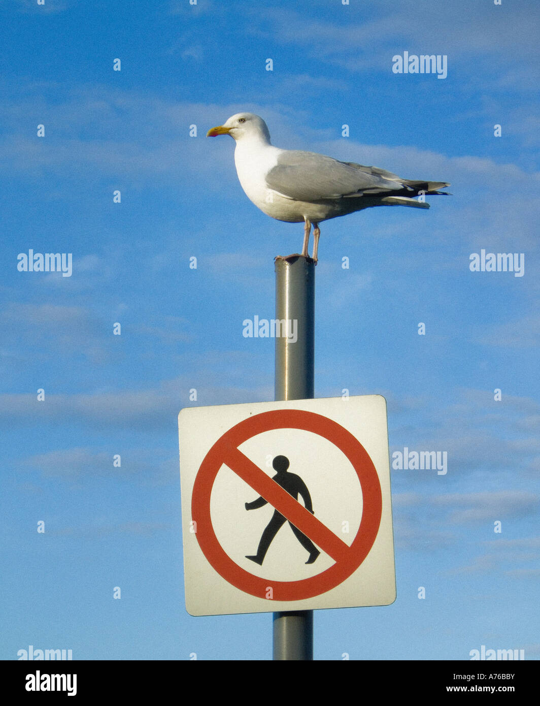 Seagull sitting on top of sign hi-res stock photography and images - Alamy