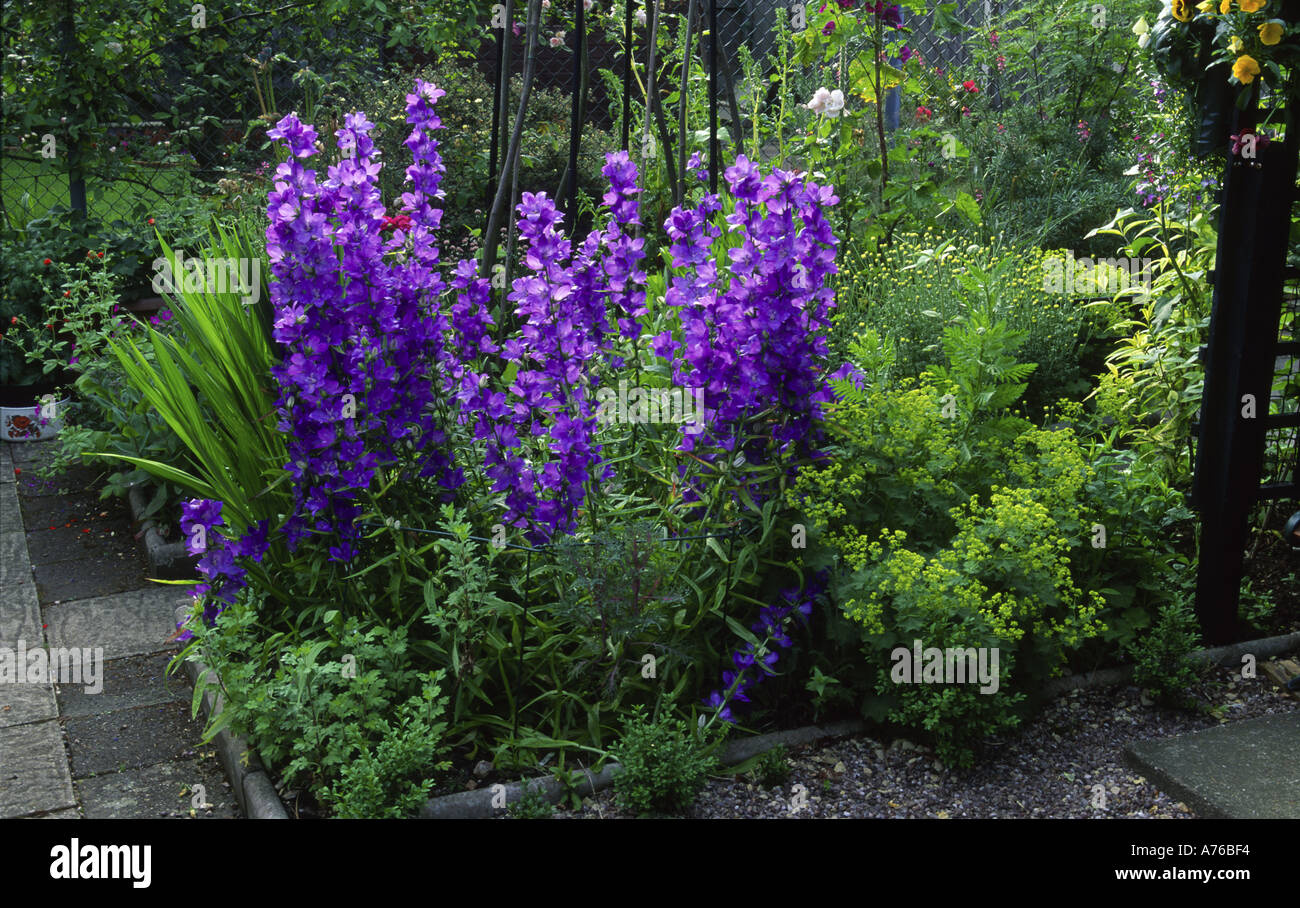 Delphinium in cottage garden Stock Photo - Alamy