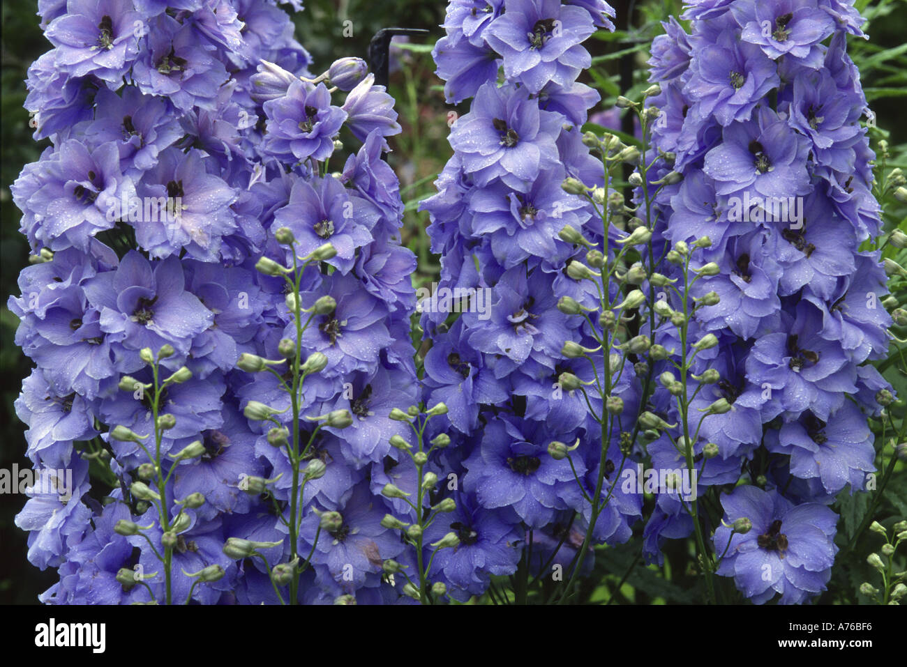 Tall purple delphinium hi-res stock photography and images - Alamy