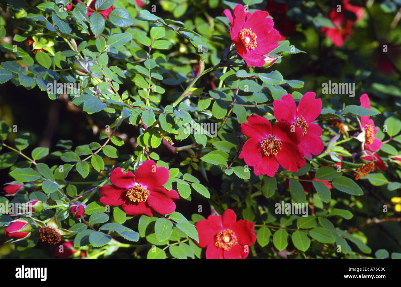 Rosa Hampshire Prostrate ground cover rose Stock Photo - Alamy