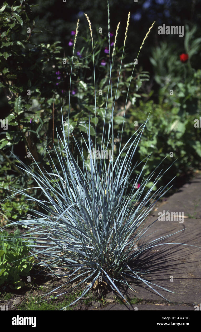 Blue ornamental border hi-res stock photography and images - Alamy