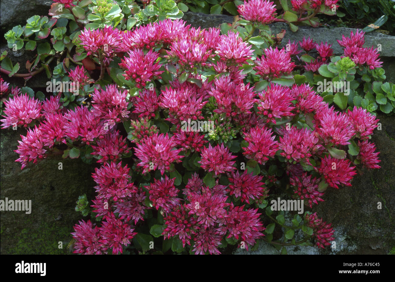 Red sedum spurium hi-res stock photography and images - Alamy