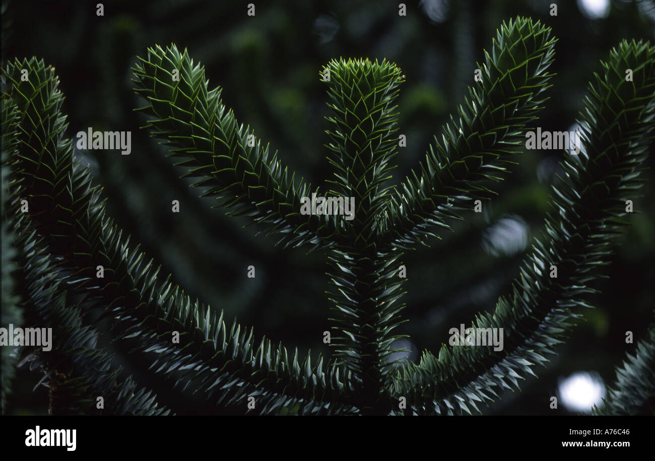 Araucari hi-res stock photography and images - Alamy