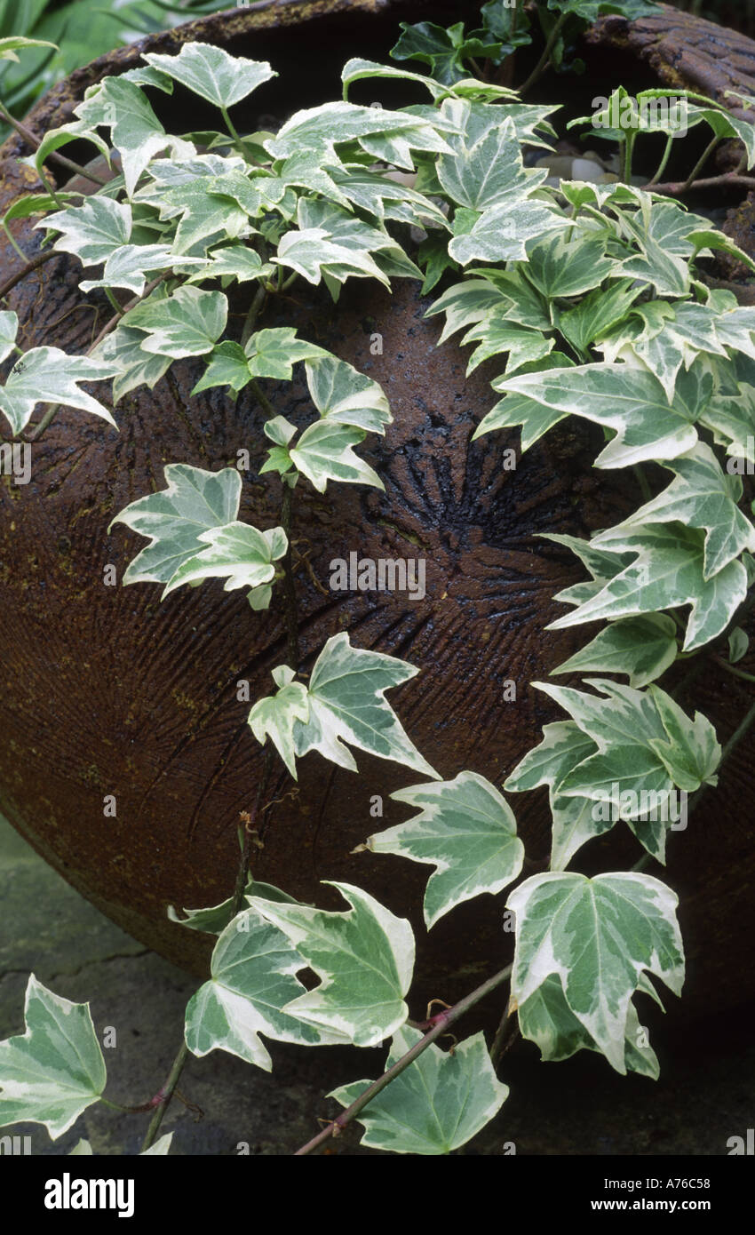 Variagated ivy in hand made pot with Hedera helix Eva Stock Photo - Alamy