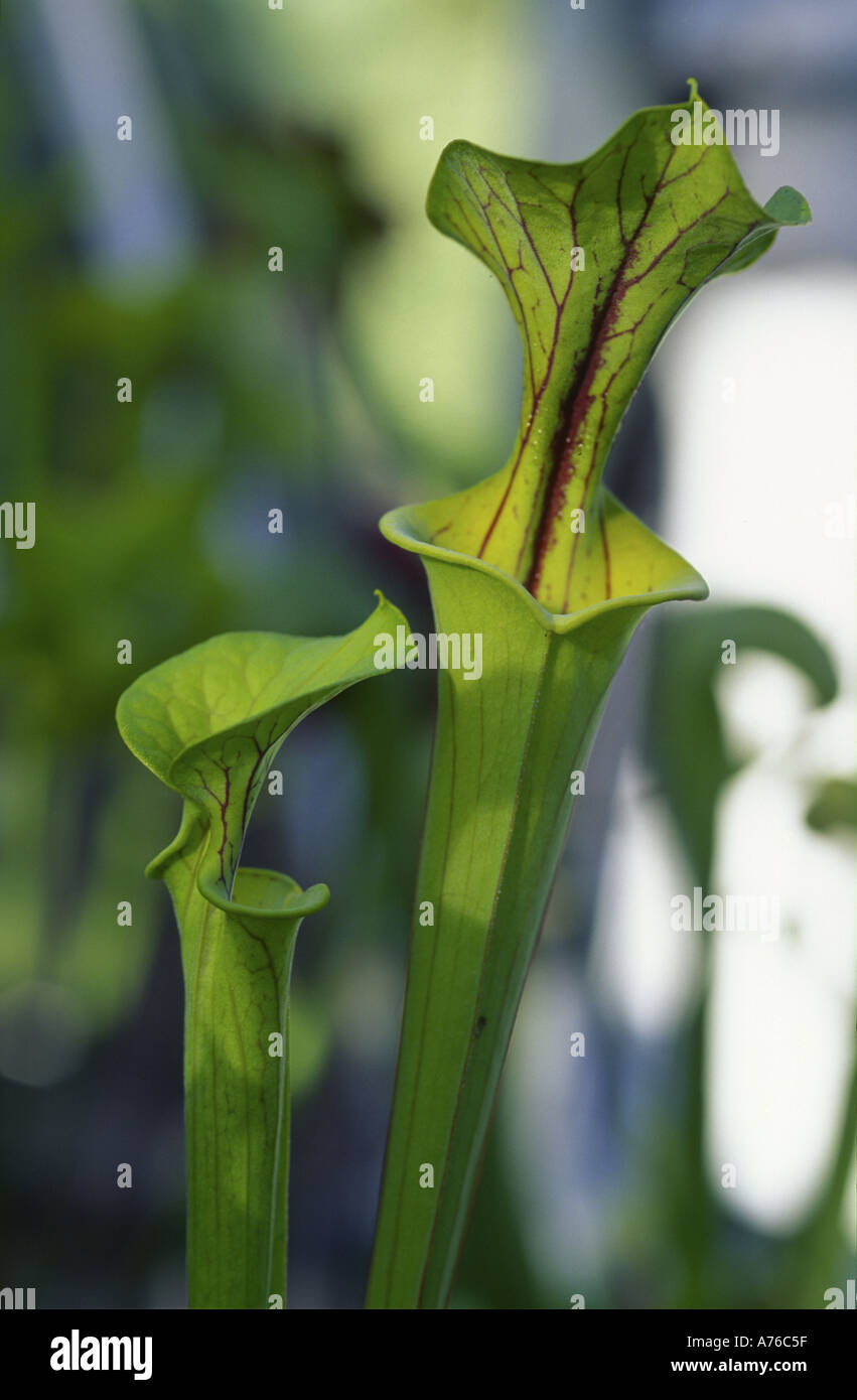 Sarraceni hi-res stock photography and images - Alamy