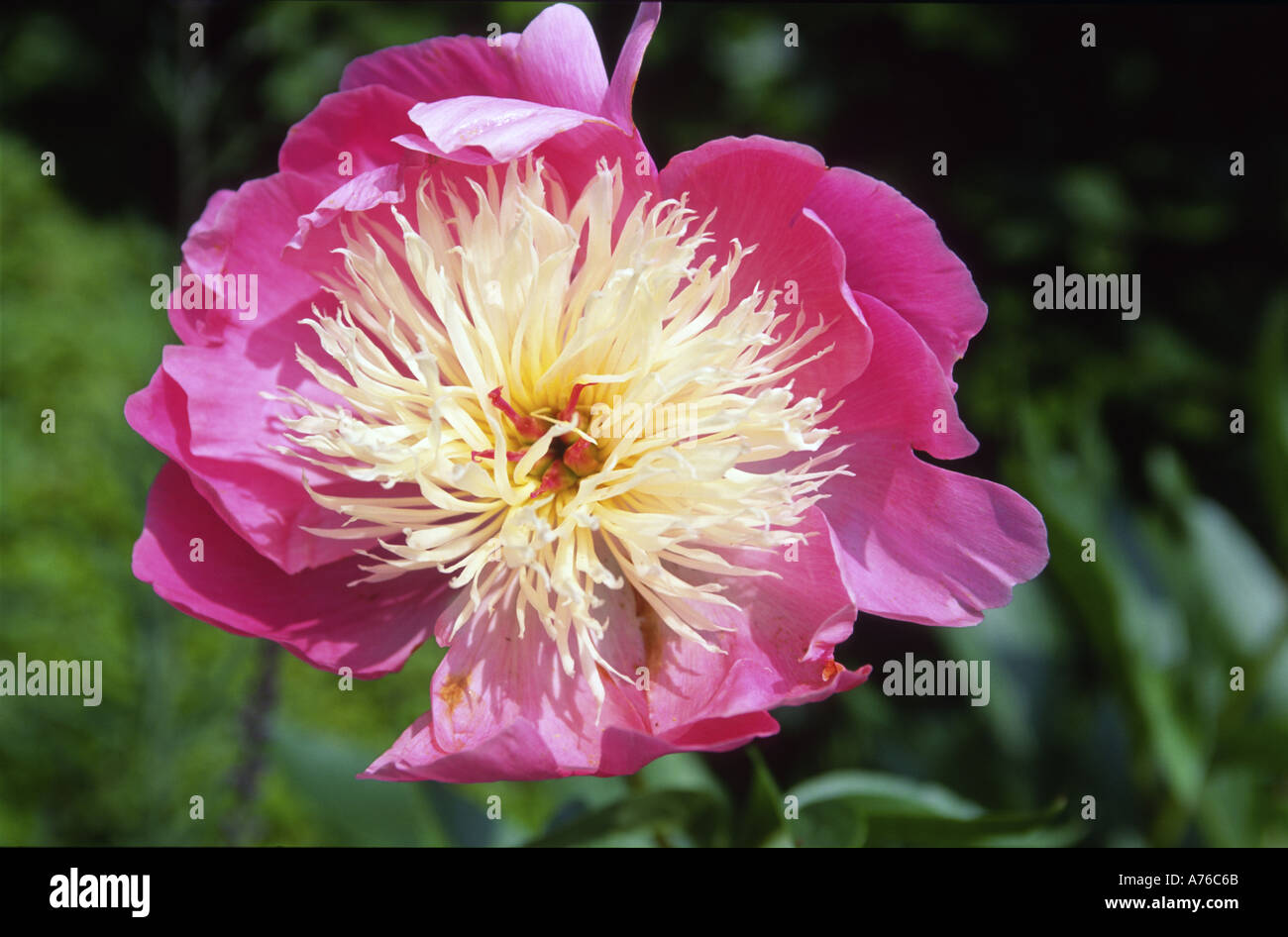 Peony Anemone form Paeonia Bowl of Beauty Stock Photo - Alamy