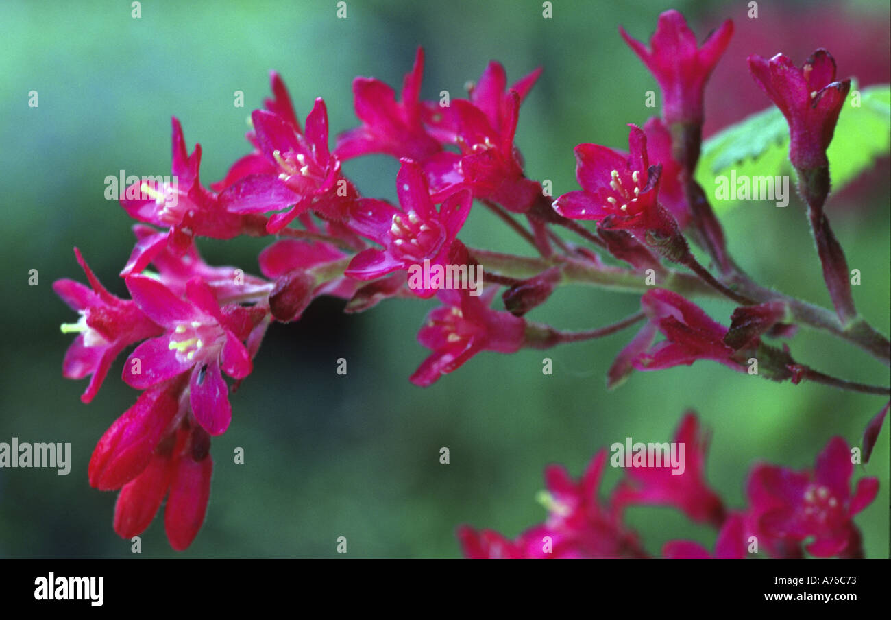 Flowering currant Ribes sanguineum Stock Photo - Alamy