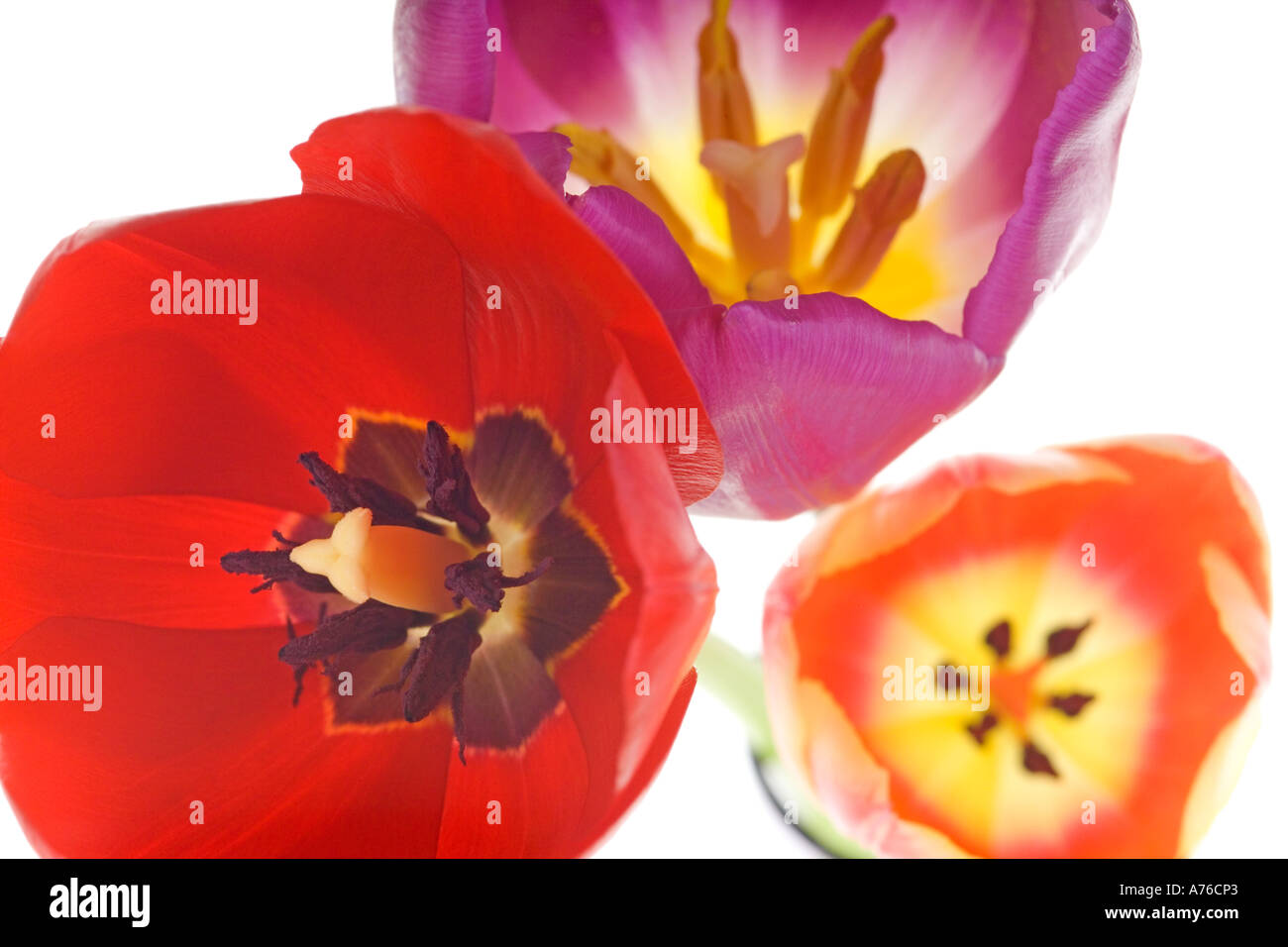 Close up abstract view of three different coloured tulip (tulipa) heads ...