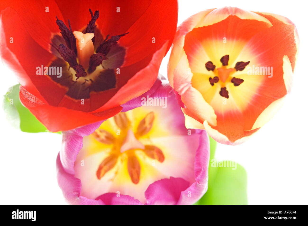 Close up abstract view of three different coloured tulip (tulipa) heads ...