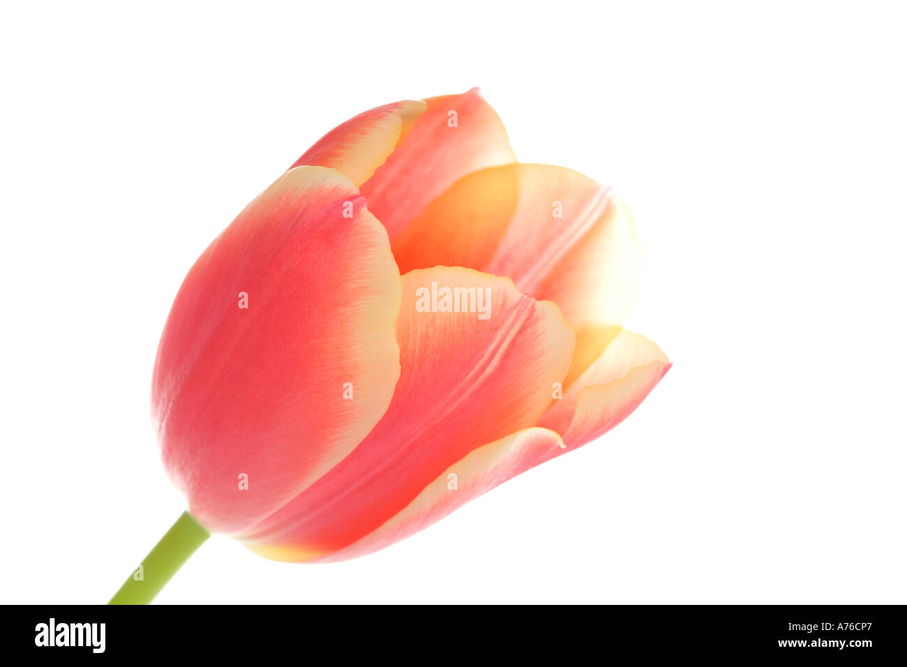 Peach coloured petals Cut Out Stock Images & Pictures - Alamy