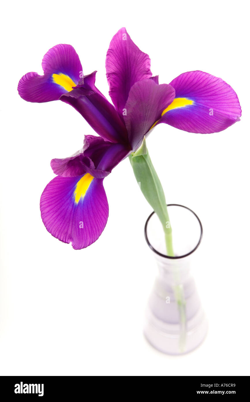 A purple mauve magenta iris in a glass specimen vase on pure white ...
