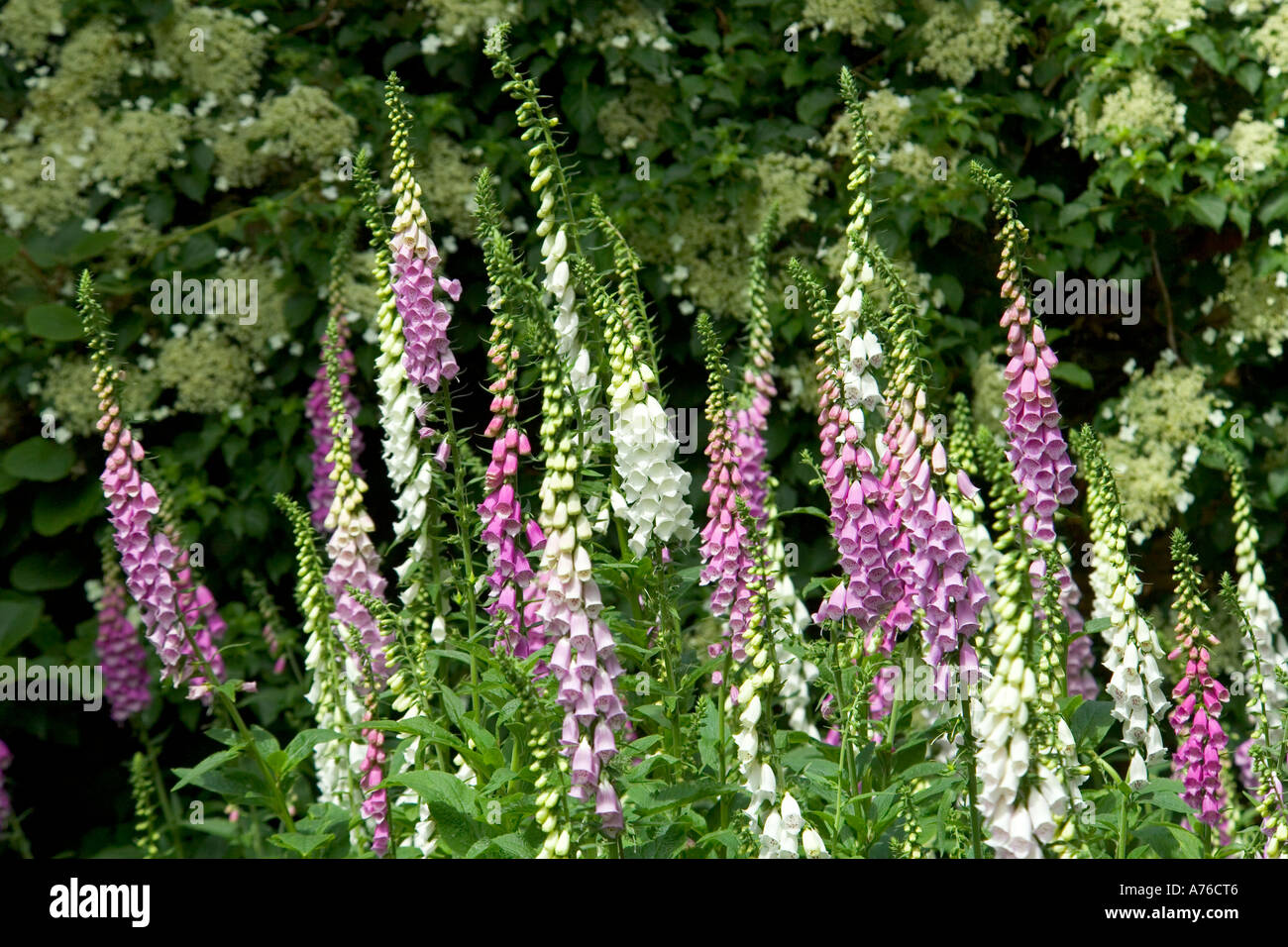 Tall foxgloves hi-res stock photography and images - Alamy