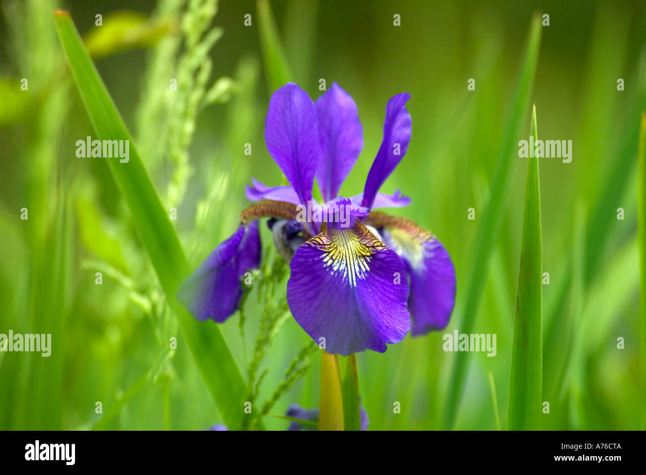 Close up of a vivid blue purple iris in full bloom on a green ...
