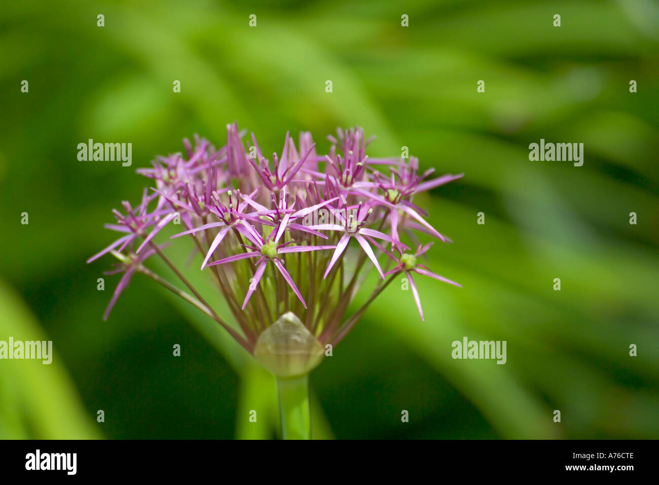 Pink flower spikes hi-res stock photography and images - Alamy