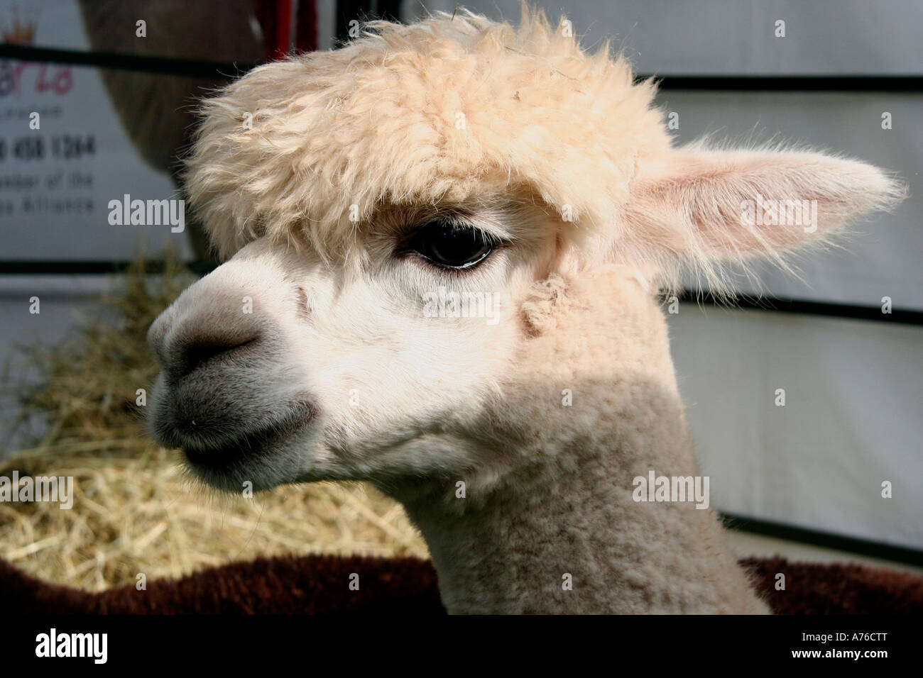 Lama being shown at the rhs autumn flower show malvern worcestershire ...