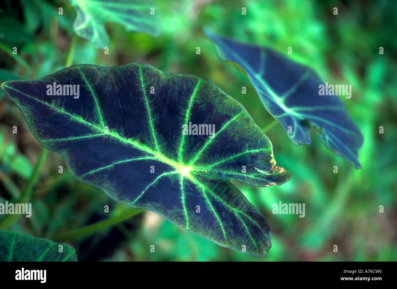 Bluey green hi-res stock photography and images - Alamy