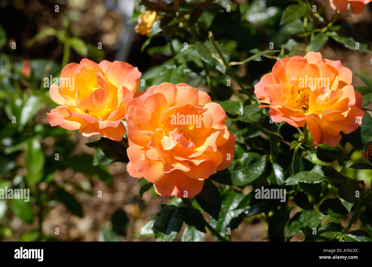Poulmax hi-res stock photography and images - Alamy