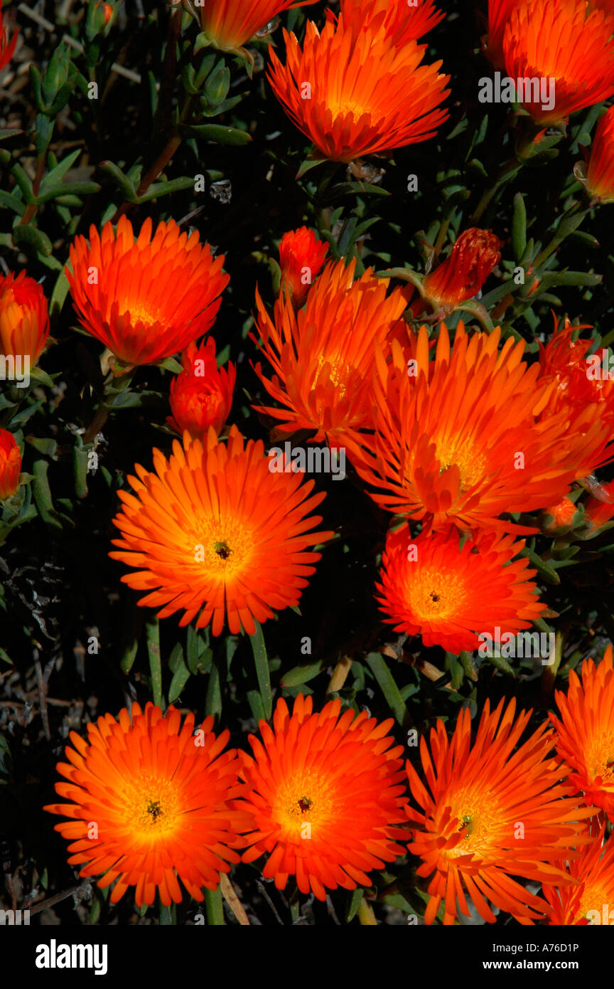 Orange flower GRAN CANARIA Canary Islands Spain Stock Photo - Alamy