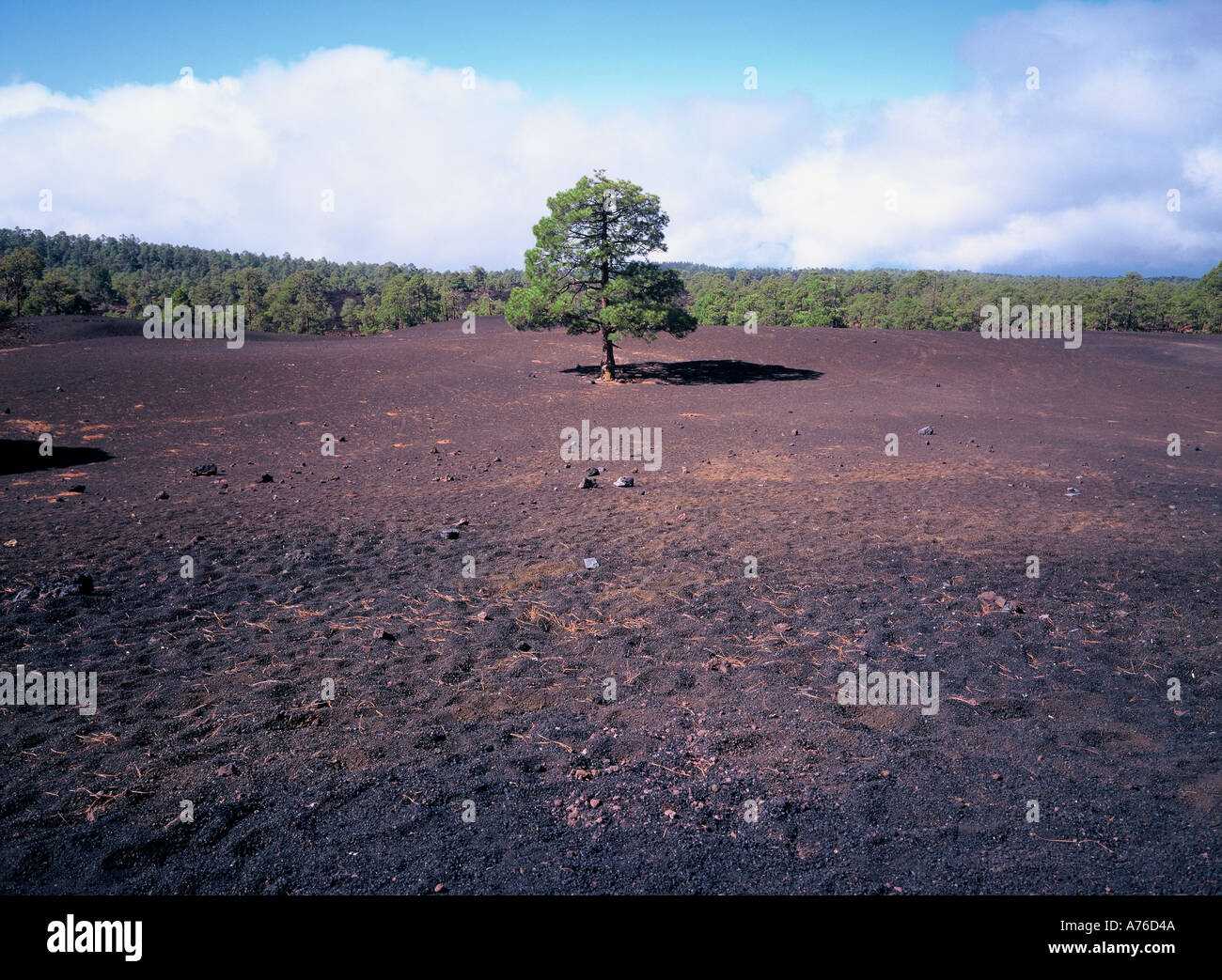 Single tree in volcanic landscape Stock Photo - Alamy