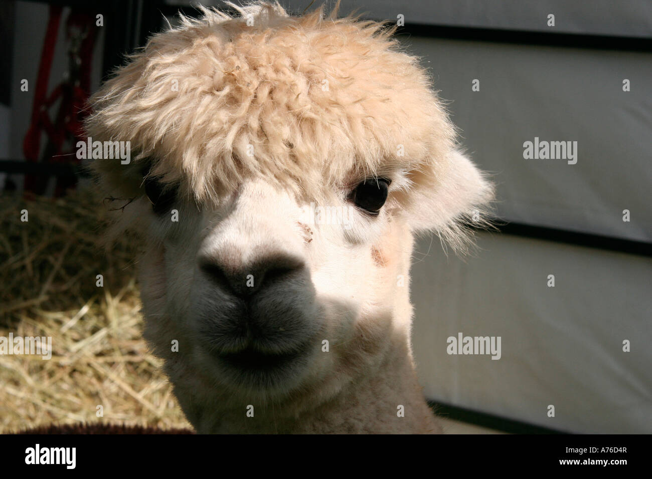 Lama being shown at the rhs autumn flower show malvern worcestershire ...