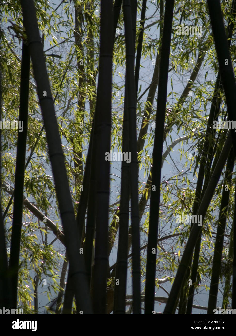 Trees in forest Stock Photo - Alamy