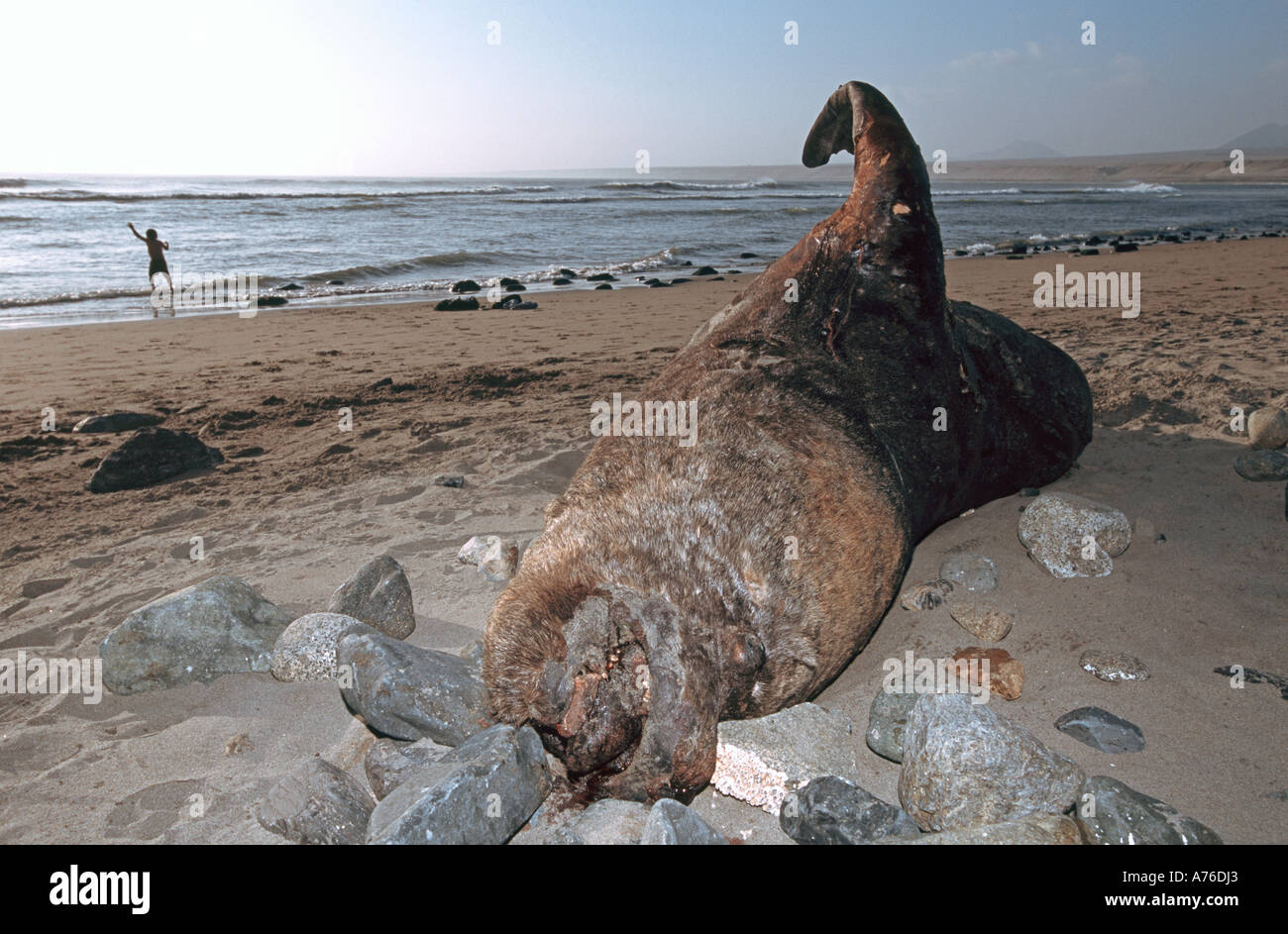 Rigor mortis hi-res stock photography and images - Alamy