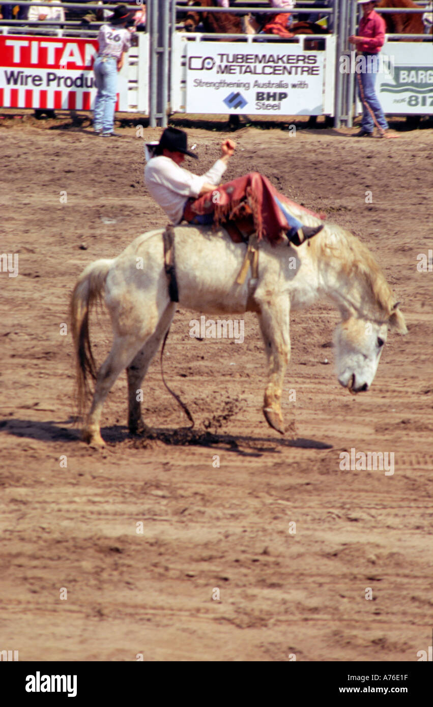 Grey bucking bronco at Rodeo 2 Stock Photo - Alamy