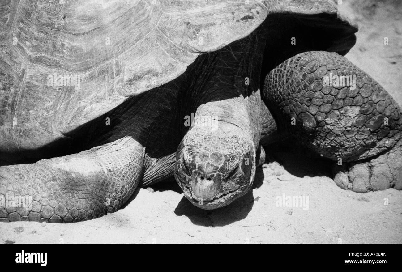 Close up turtle Black and White Stock Photos & Images - Alamy