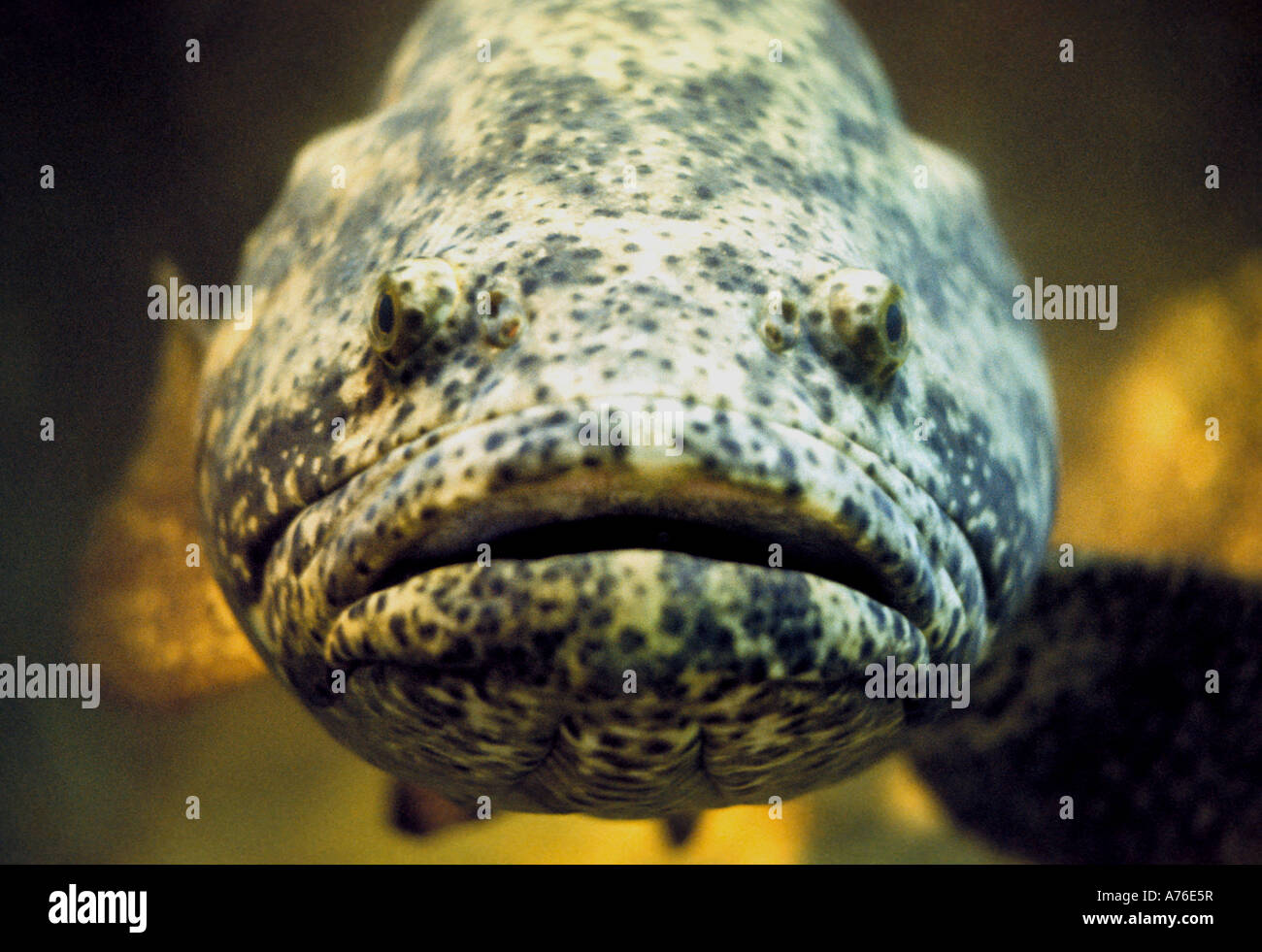 Grouper Gills High Resolution Stock Photography and Images - Alamy