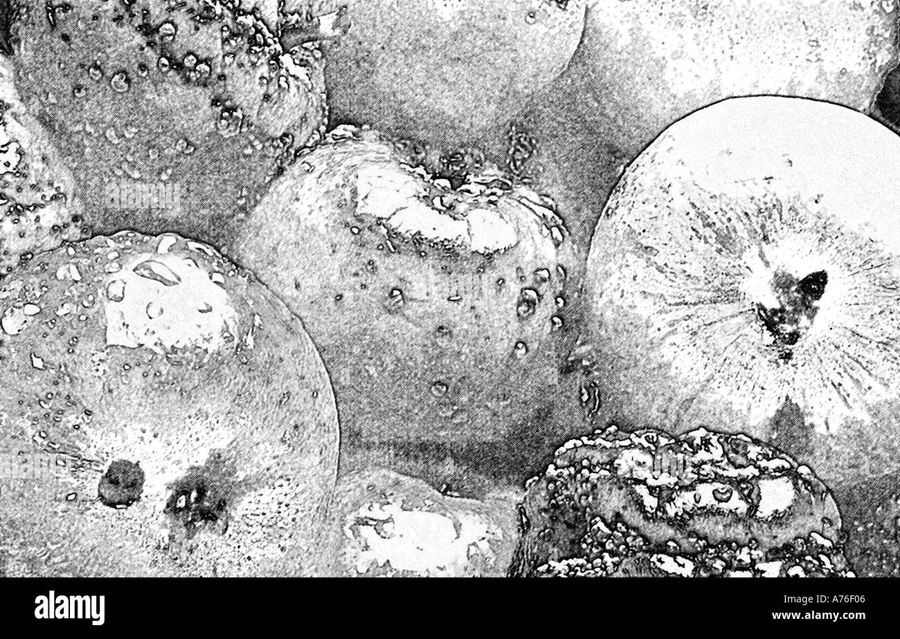 Rotten fruit Black and White Stock Photos & Images - Alamy