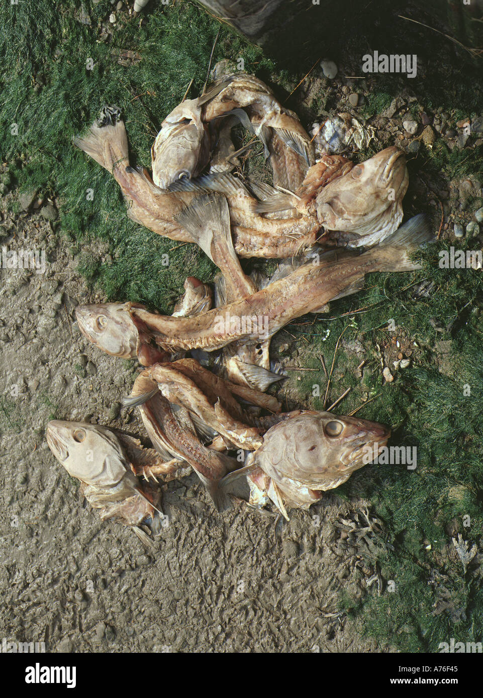 Food remains bones of fish hi-res stock photography and images - Alamy