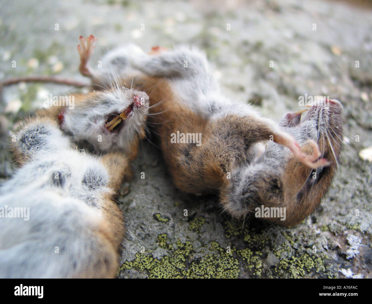 Dead mice hi-res stock photography and images - Alamy