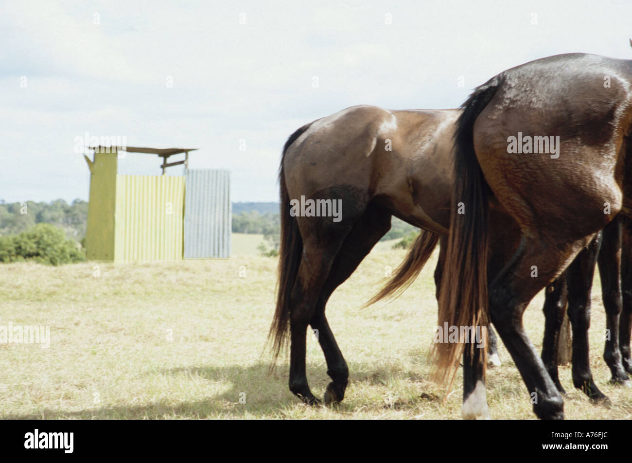 Polo pony lines hi-res stock photography and images - Alamy