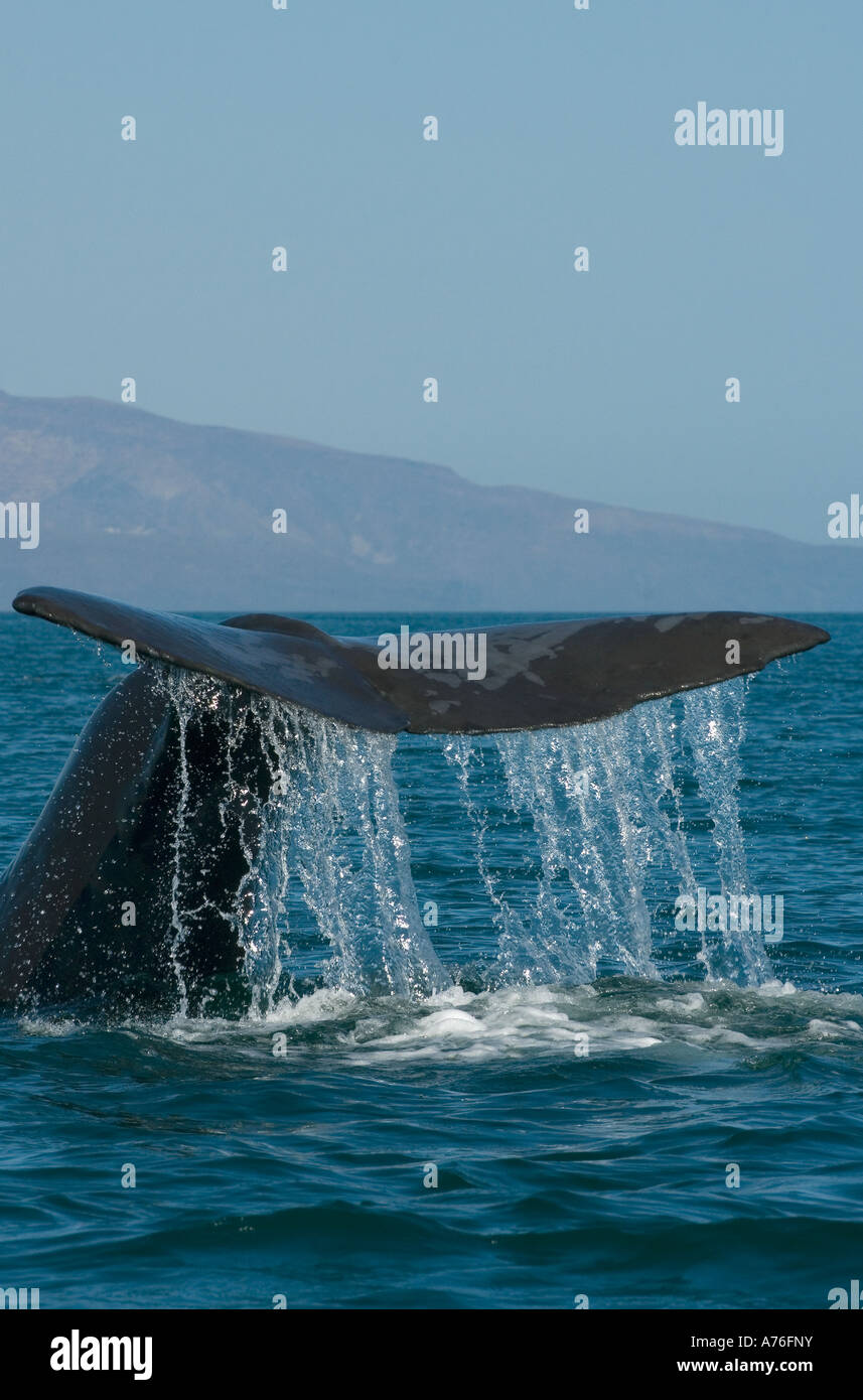 Sperm whale physeter macrocephalus pod hi-res stock photography and ...