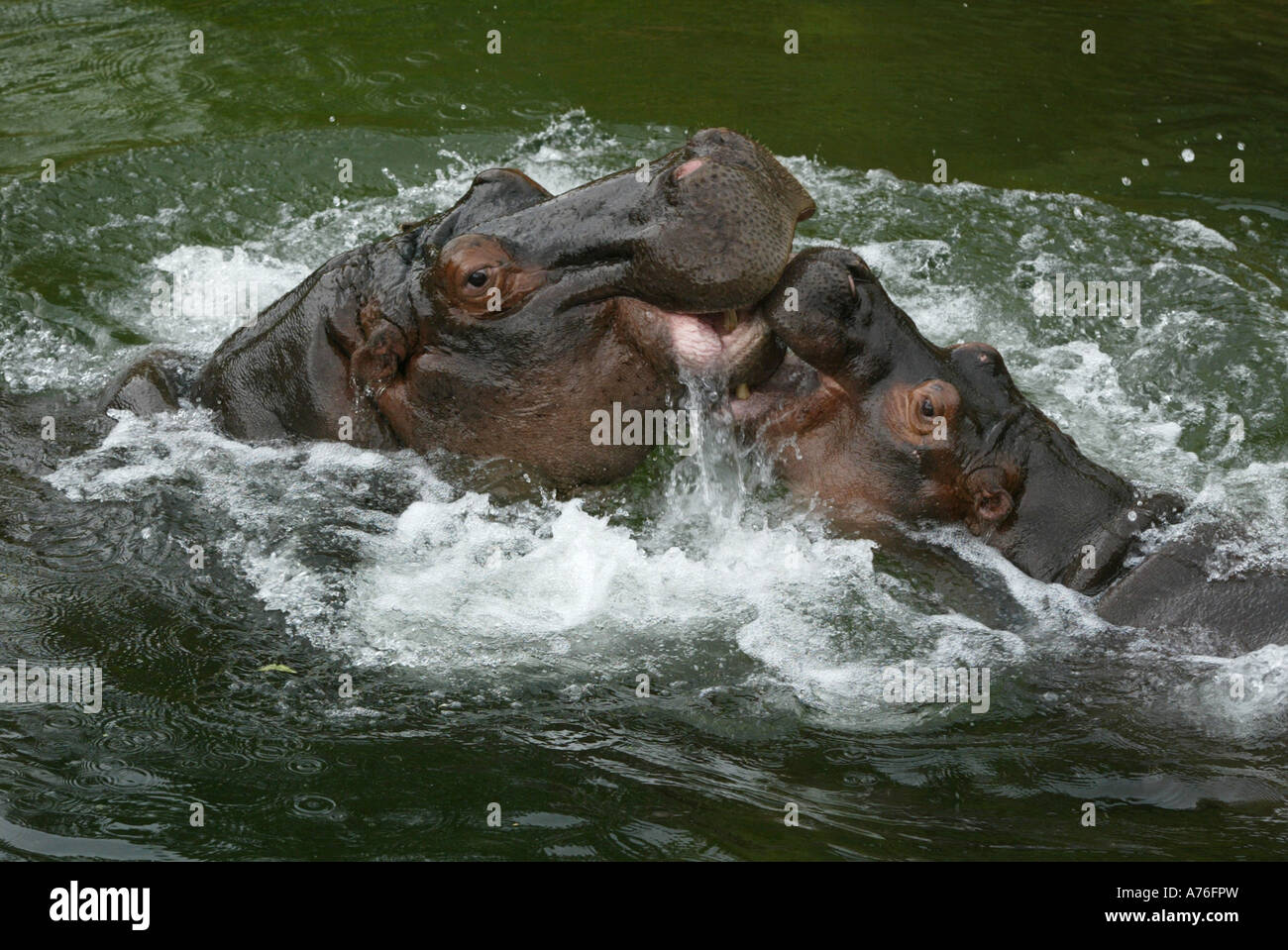 Hippo Bites Crocodile In Half