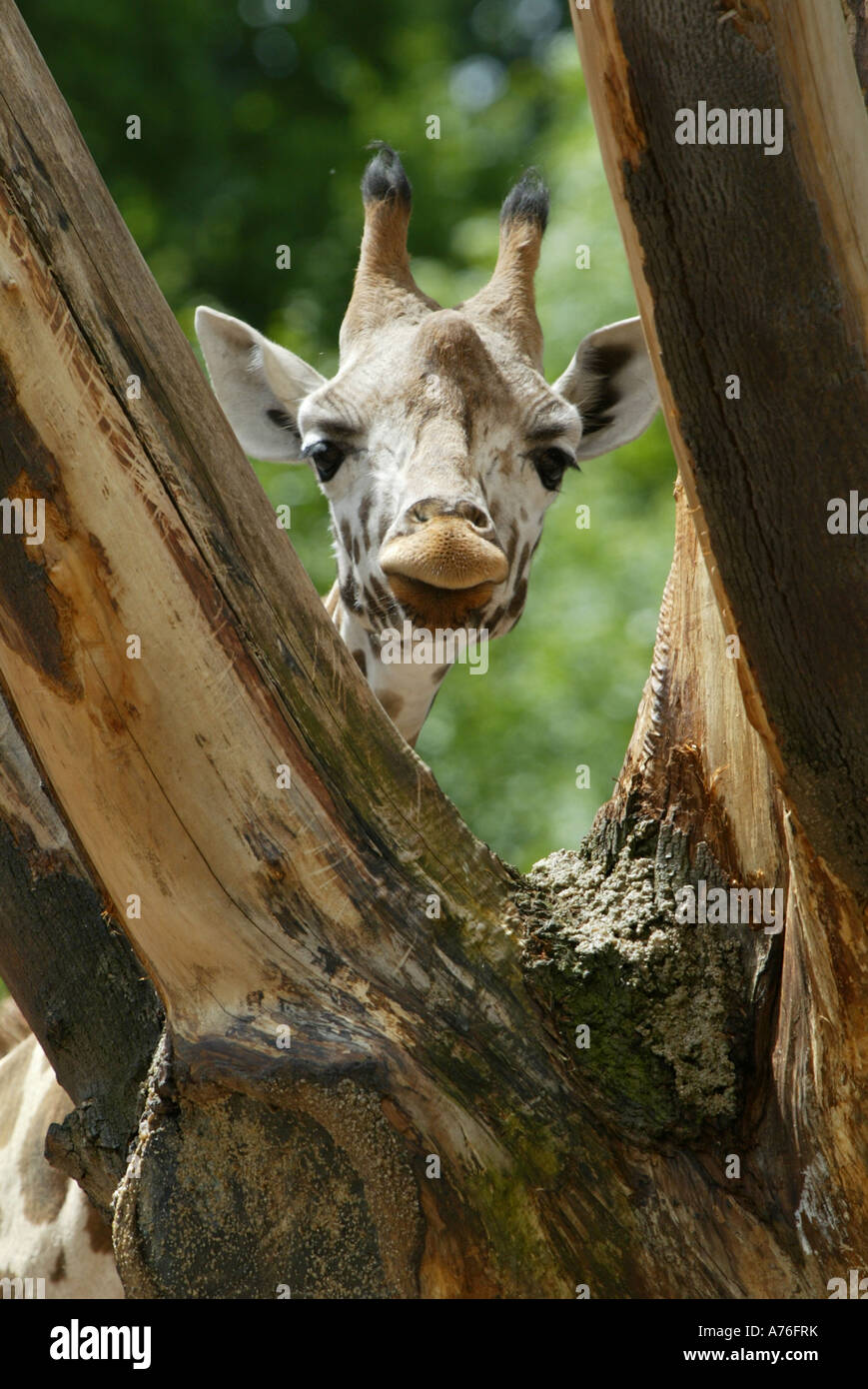 Giraffe s head Stock Photo - Alamy