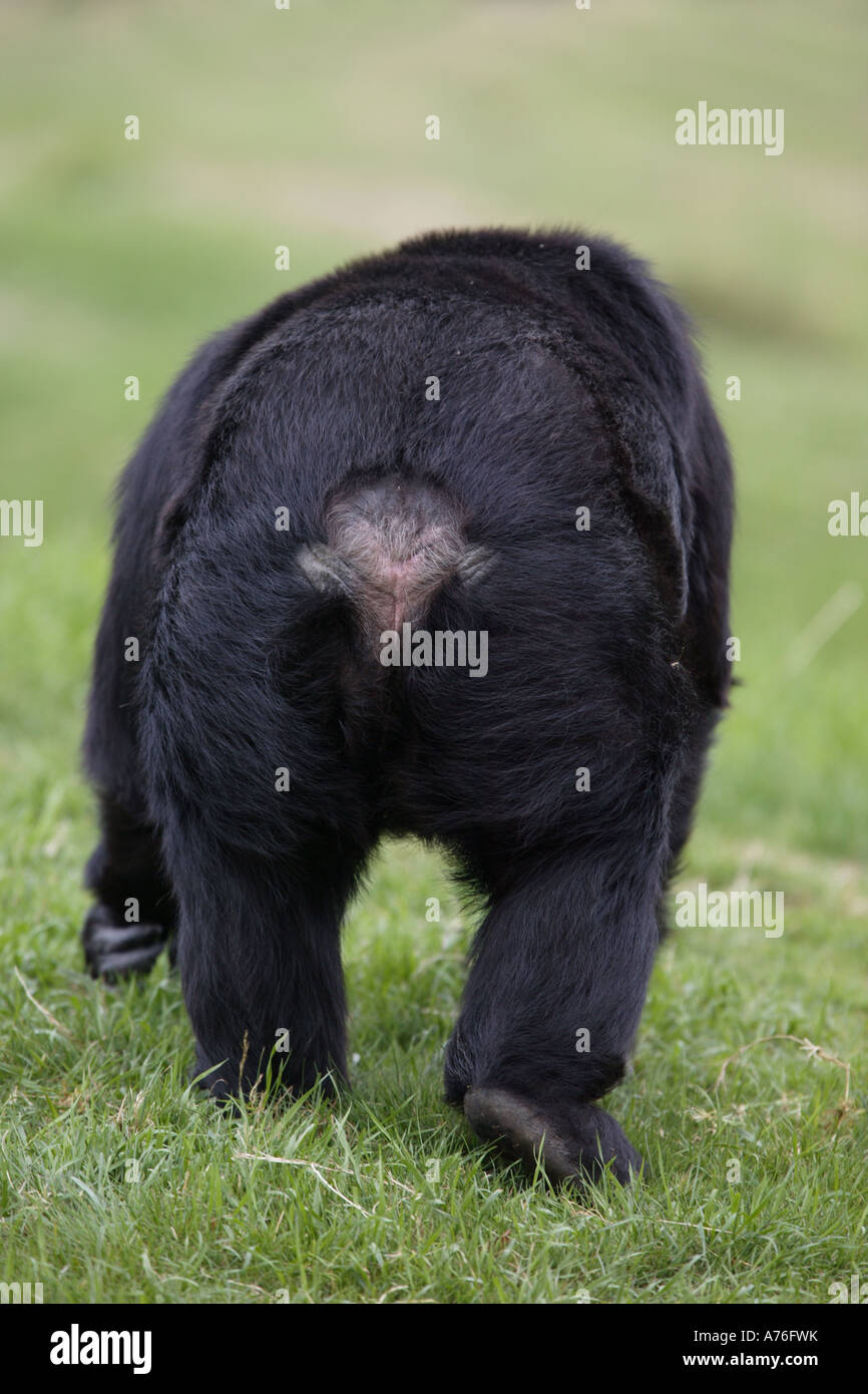 Gorilla backside - Gorilla gorilla Stock Photo - Alamy