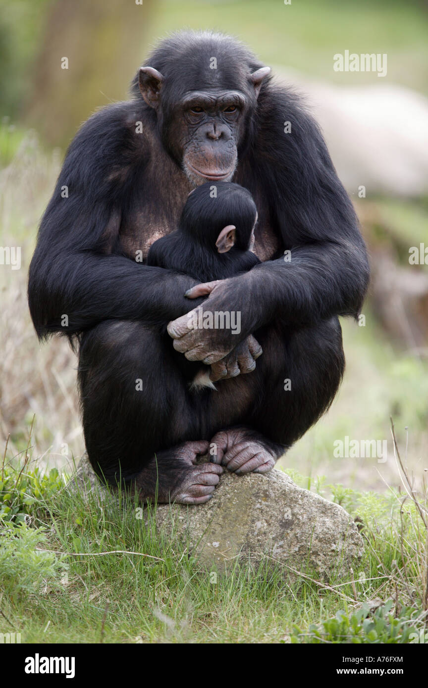female Chimpanzee with baby - Pan troglodytes Stock Photo - Alamy