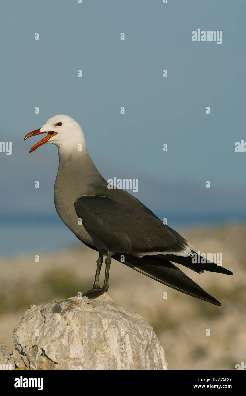 Heerman's Gull (Larus heermanni) Isla Rasa breeding colony, SEA OF ...