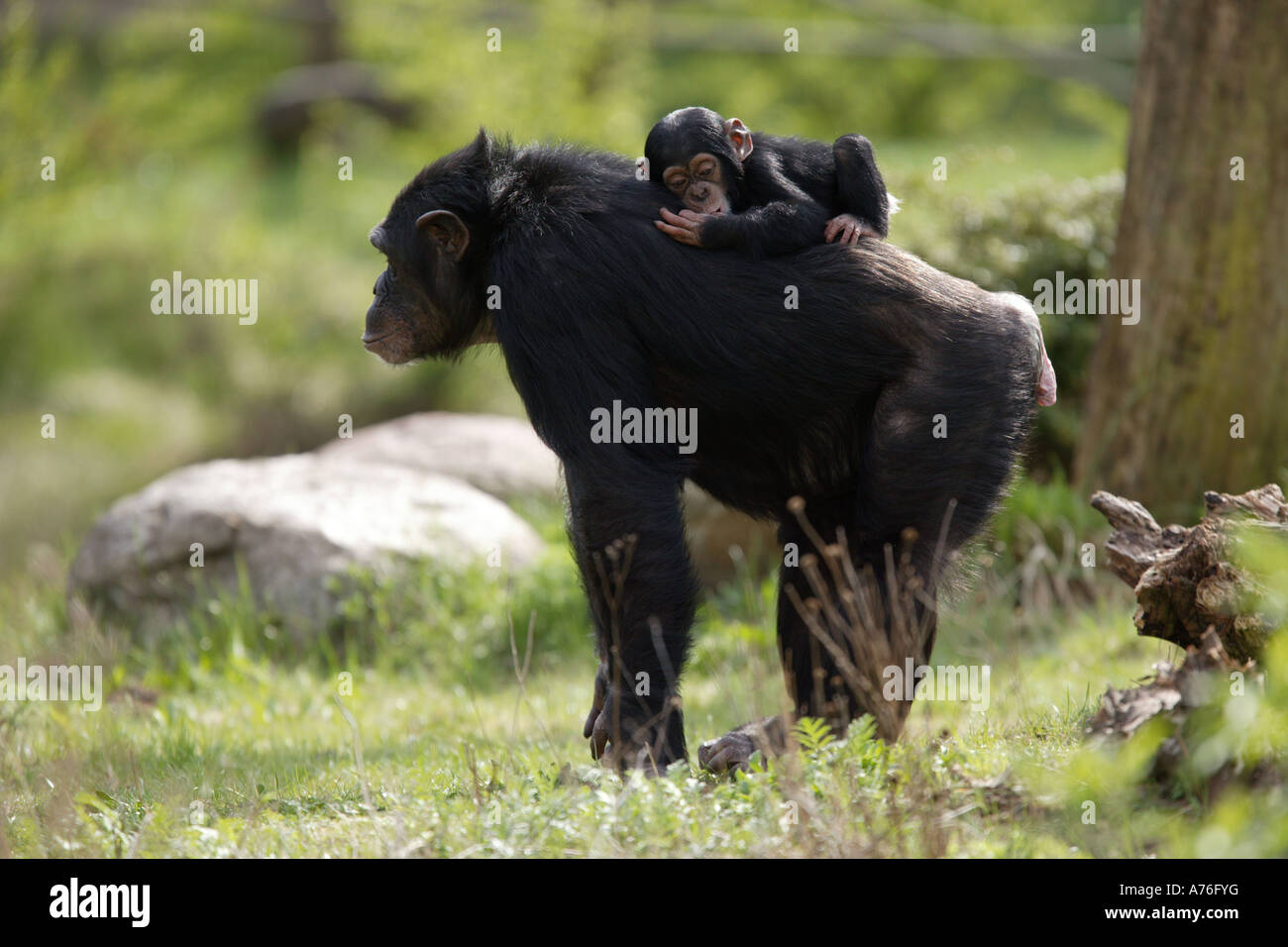 Chimpanzee mother and baby hi-res stock photography and images - Alamy