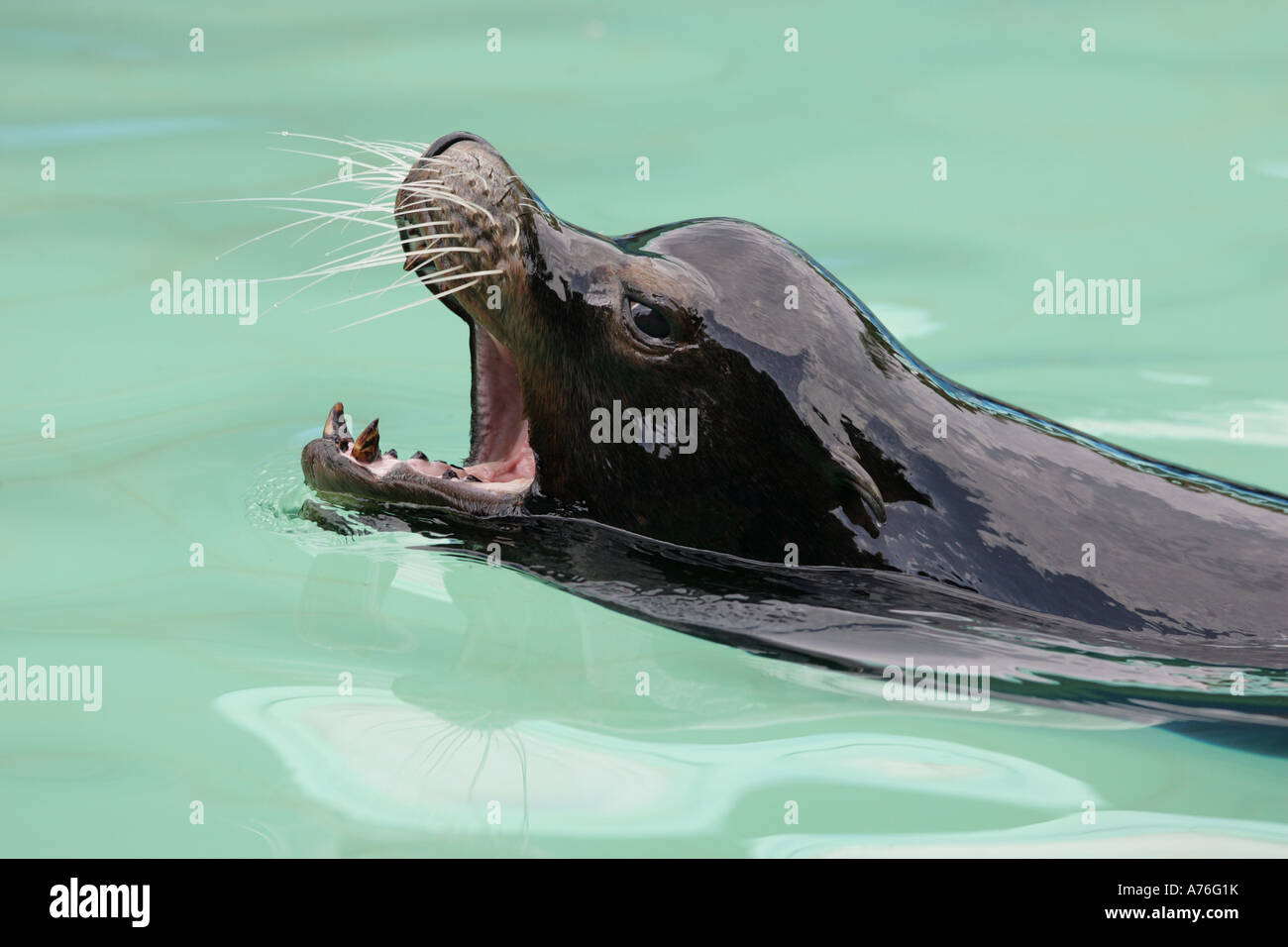 Lion crying hi-res stock photography and images - Alamy