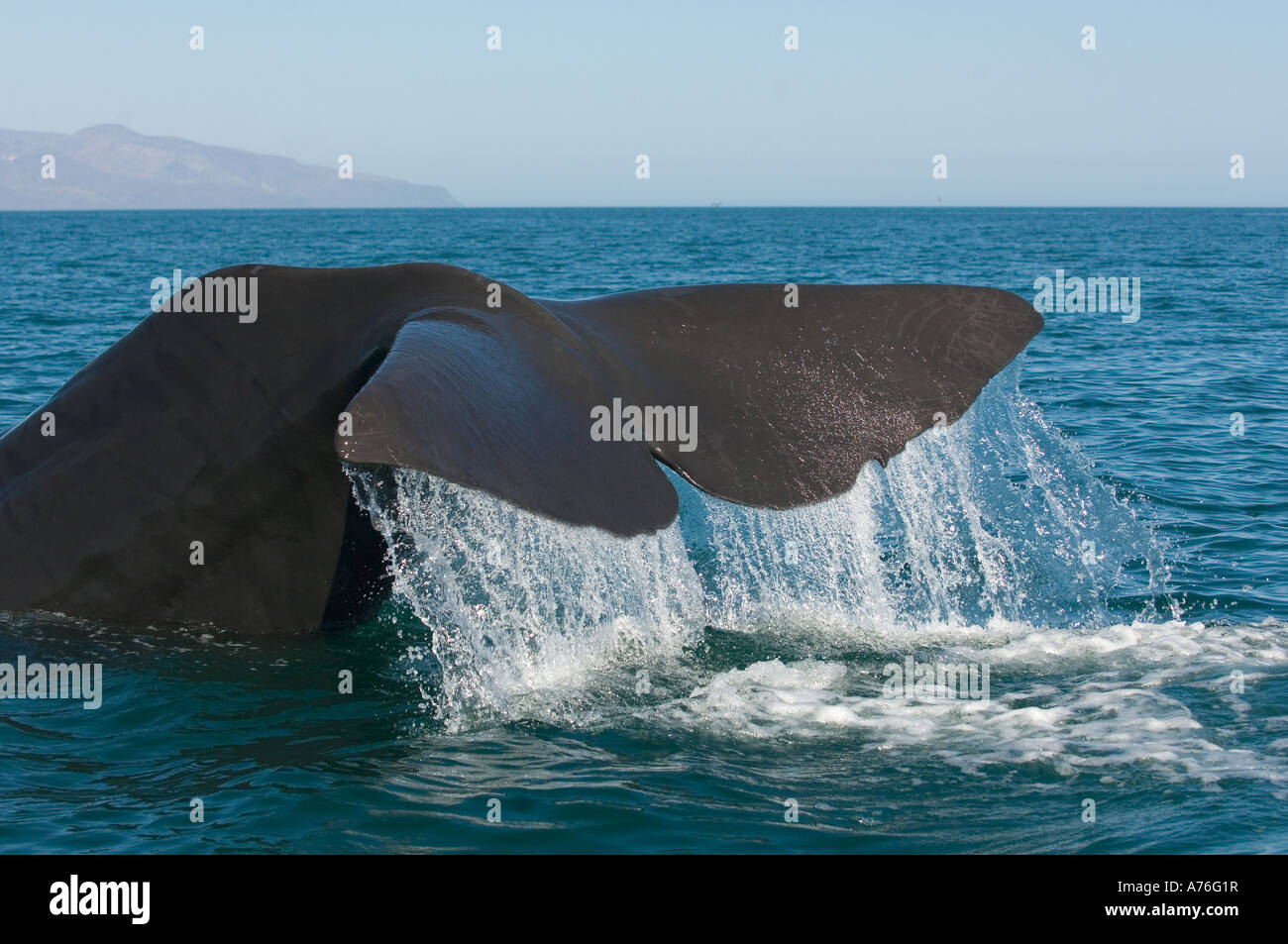 Sperm Whale (Physeter macrocephalus) Diving, Baja California, Sea of ...