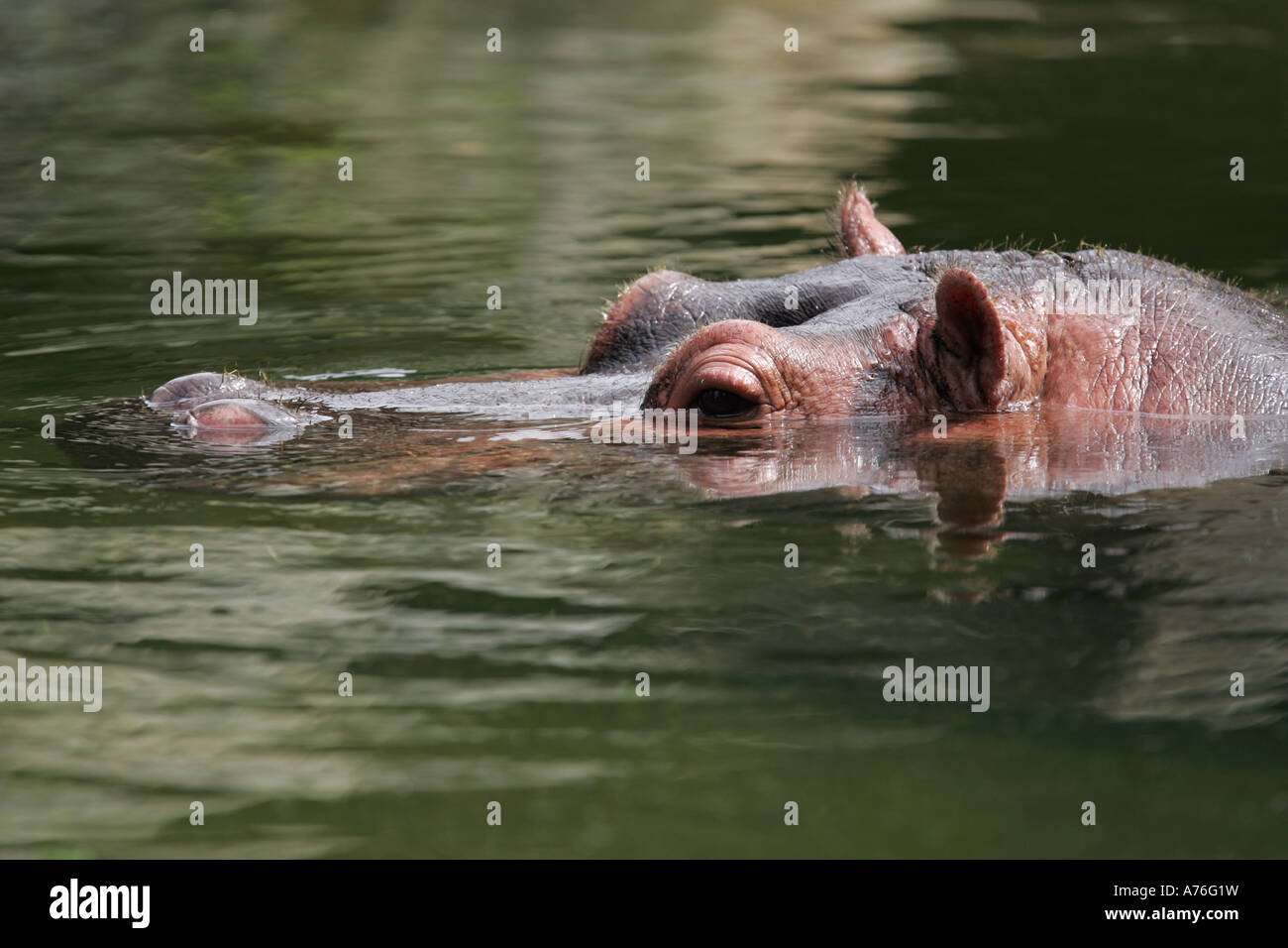 Hippo head closeup - Hippopotamus amphibius Stock Photo - Alamy