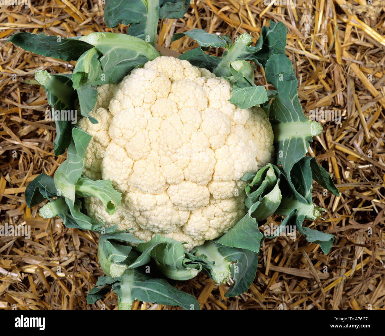 Blumenkohl Kohl Cabbage Cauliflower Stock Photo - Alamy