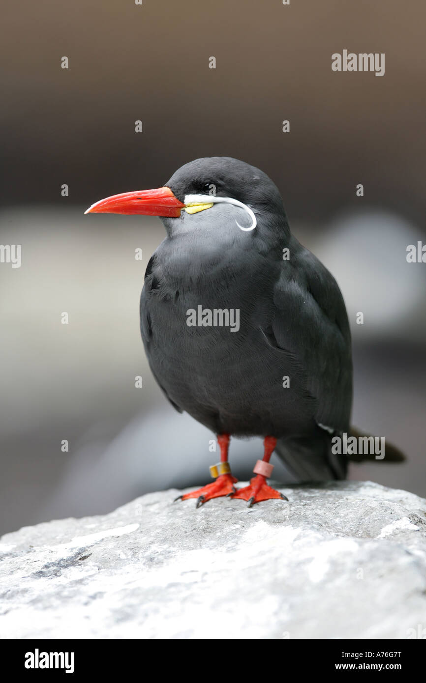 Inca Tern - Larosterna inca Stock Photo - Alamy
